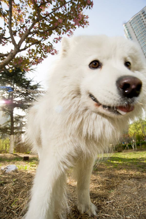 Samoyed Mix German Shepherd
