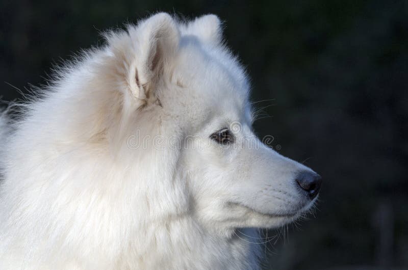 Samoyed dog stock photo. Image of portrait, sammy, creature - 40170210