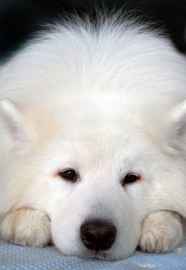 Samoyed Dog Portrait, Its Head Is Put On The Paws. Stock Image - Image ...