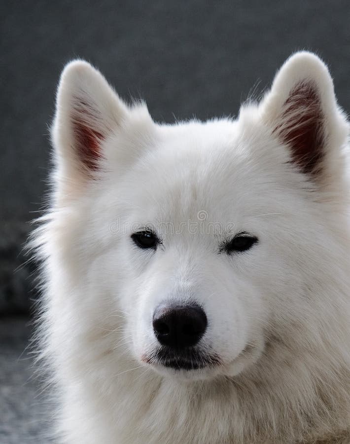 Samoyed dog portrait stock image. Image of young, face - 67847071