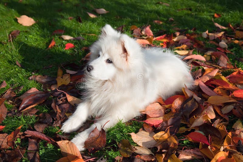 Samoyed dog stock photo. Image of nature, samojede, young - 163780554