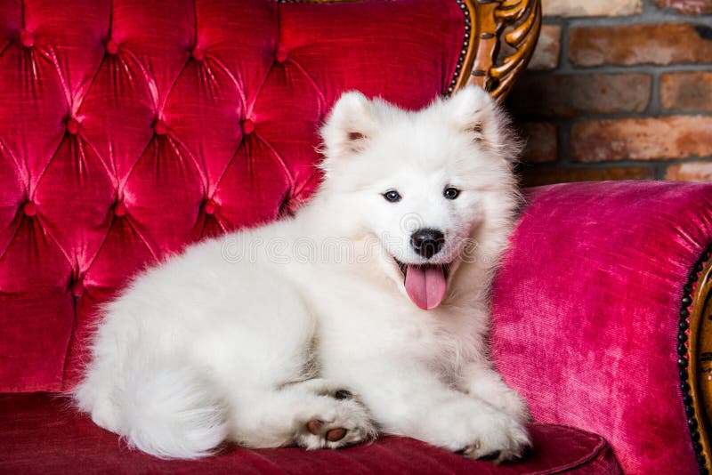Samoyed Dog Puppy on the Red Luxury Couch Stock Photo - Image of animal ...
