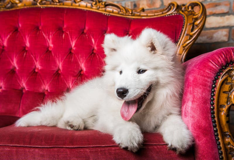 Samoyed Dog Puppy on the Red Luxury Couch Stock Photo - Image of friend ...