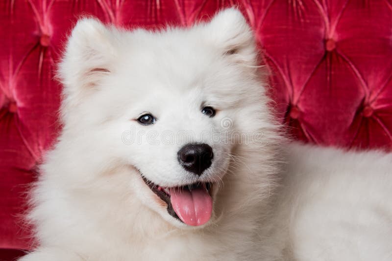 Samoyed Dog Puppy on the Red Luxury Couch Stock Image - Image of cute ...