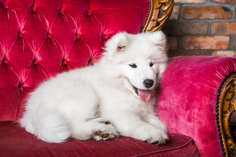 Samoyed Dog Puppy on the Red Luxury Couch Stock Photo - Image of look ...