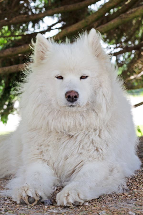 A Samoyed Dog Resting in the Shadow Stock Image - Image of dogs, shadow ...