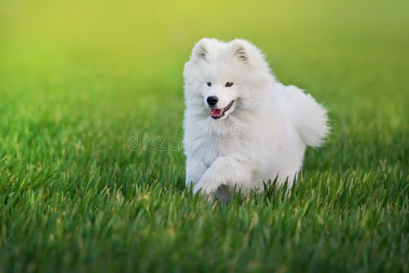 Samoyed dog run stock photo. Image of samoyed, outdoor - 178956848