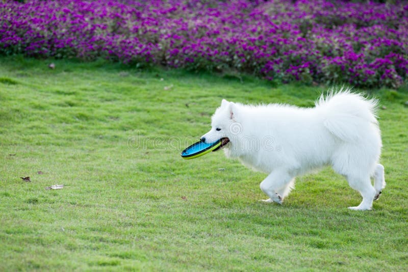 Samoyed dog running stock image. Image of saucer, domestic - 21676419