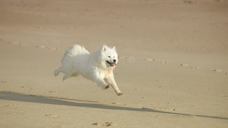 Samoyed dog stock photo. Image of purebred, jumping - 200500384