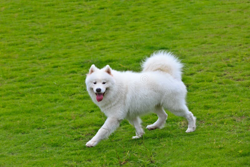 Samoyed dog running stock photo. Image of grass, excited - 8428228