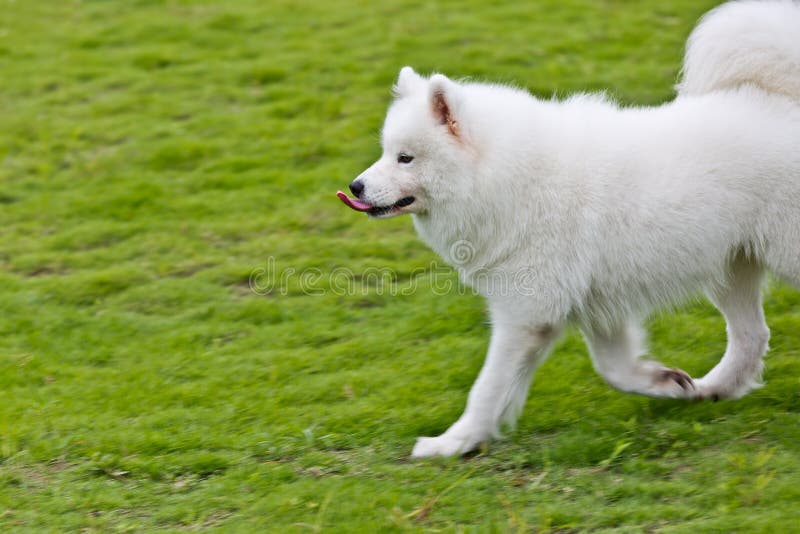 Samoyed dog running stock image. Image of canine, nose - 44129669
