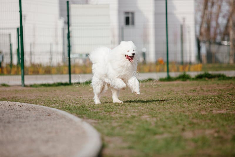 Samoyed Dog Running and Playing in the Park. Big White Fluffy Dogs on a ...