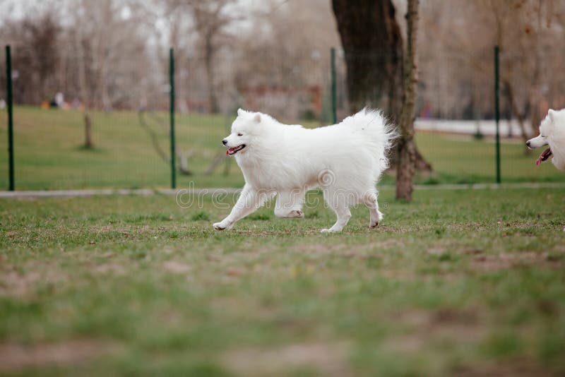Samoyed Dog Running and Playing in the Park. Big White Fluffy Dogs on a ...