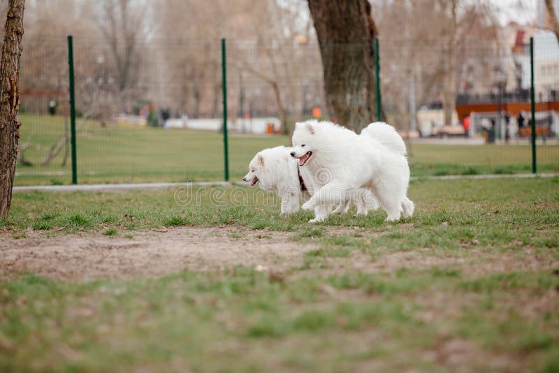 Samoyed Dog Running and Playing in the Park. Big White Fluffy Dogs on a ...