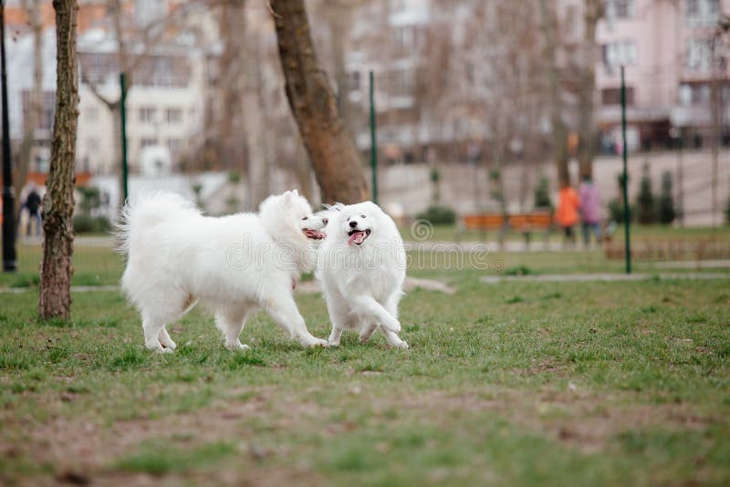Samoyed Dog Running and Playing in the Park. Big White Fluffy Dogs on a ...