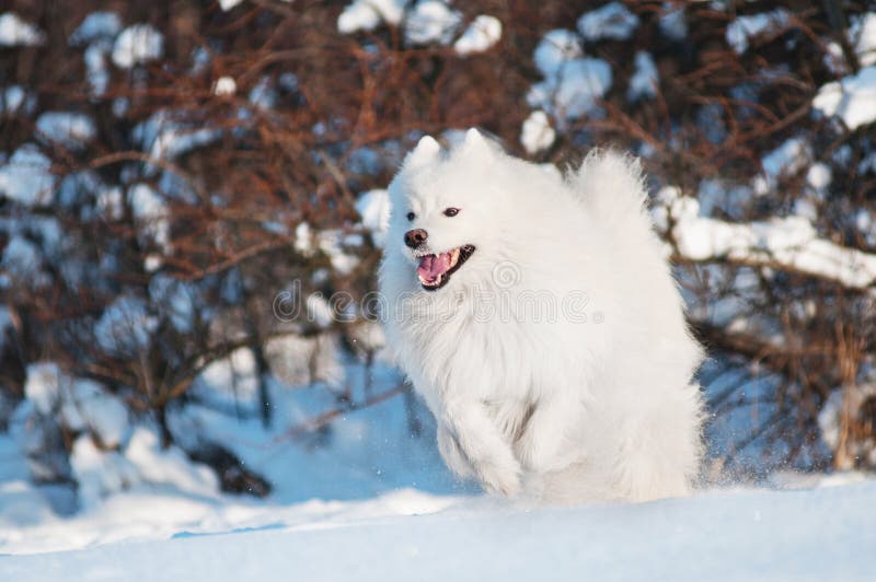 Samoyed Dog Running in the Snow Stock Image - Image of pretty, cute ...