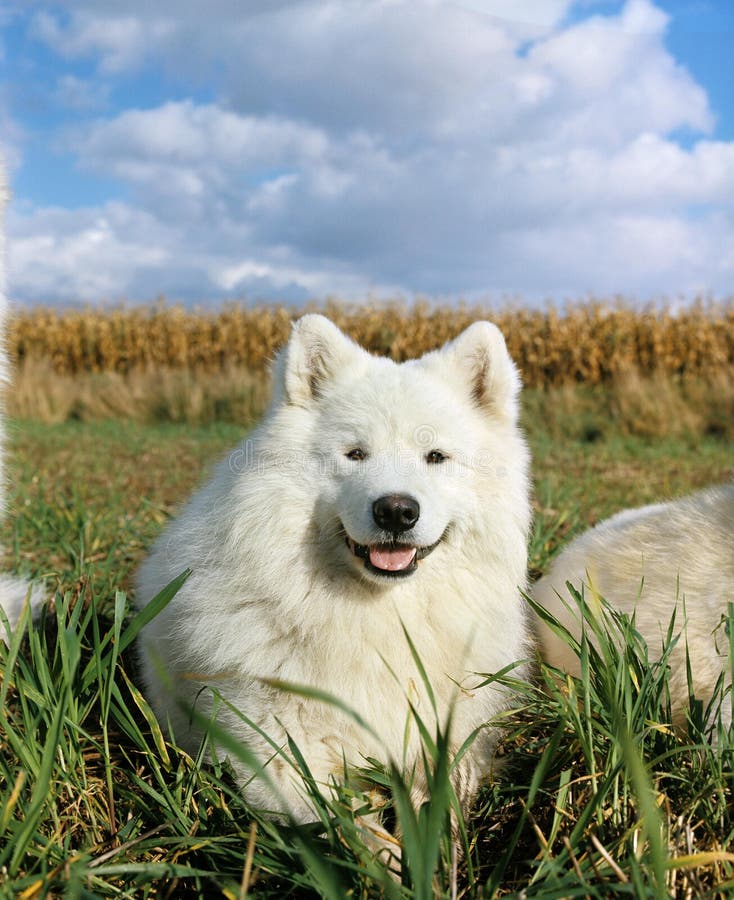 Samoyed Dog, Sledding Dog Laying in Field Stock Photo - Image of view ...