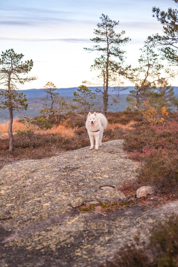 Samoyed Dog Standing on Rock Surrounded by Trees Stock Image - Image of ...