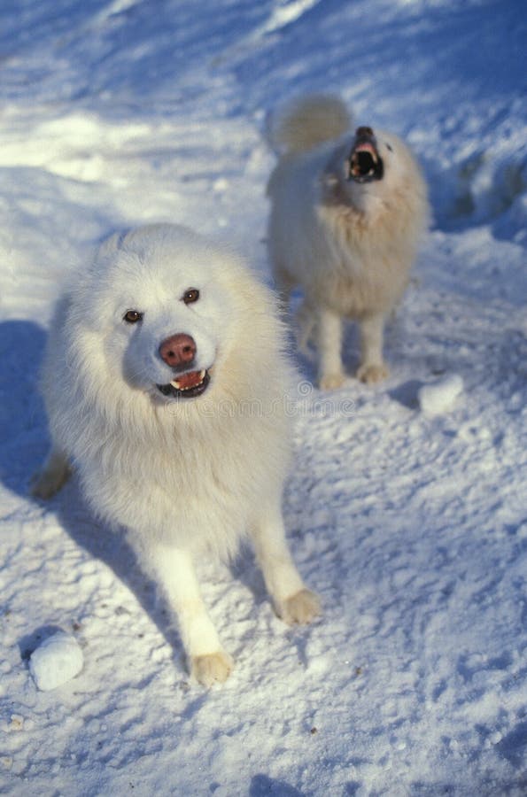 126 Yapping Stock Photos - Free & Royalty-Free Stock Photos from Dreamstime