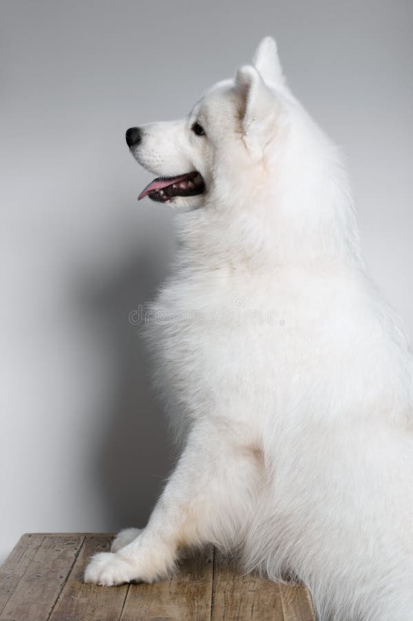 Samoyed Dog stock image. Image of masculine, herding - 73166639