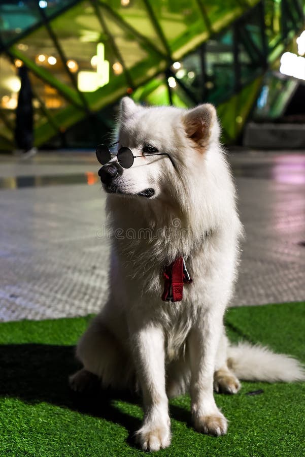 Samoyed Dog in Sunglasses Sitting in the Night in Vietnam Stock Photo ...