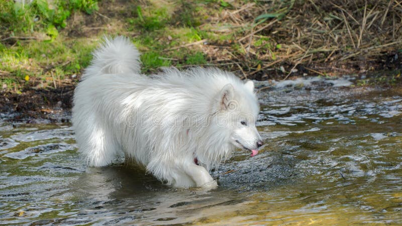 Samoyed dog in the water stock photo. Image of fluffy - 97480638