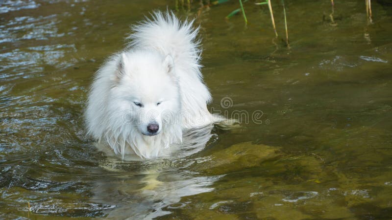 Samoyed dog in the water stock photo. Image of funny - 97480724