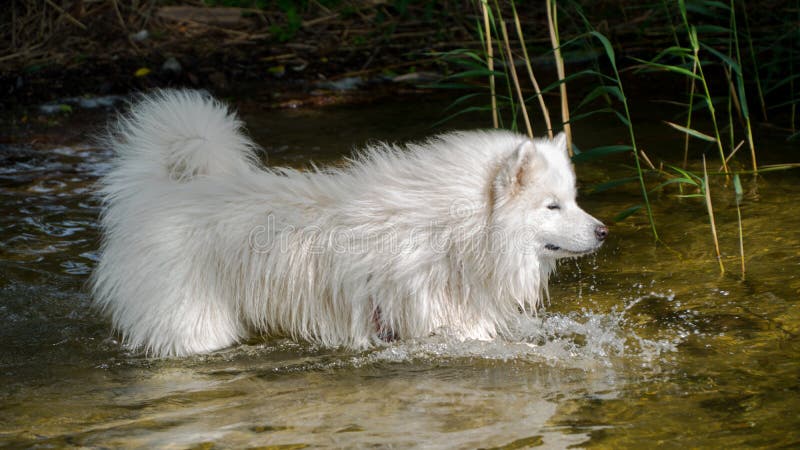Samoyed dog in the water stock image. Image of breed - 97480795