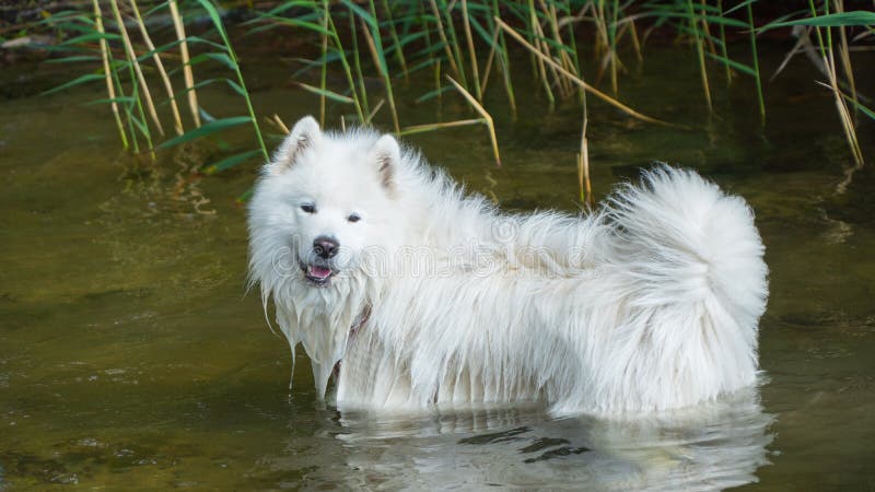 Samoyed dog in the water stock photo. Image of companion - 97480820