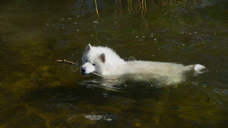 Samoyed dog in the water stock photo. Image of lovely - 97480838