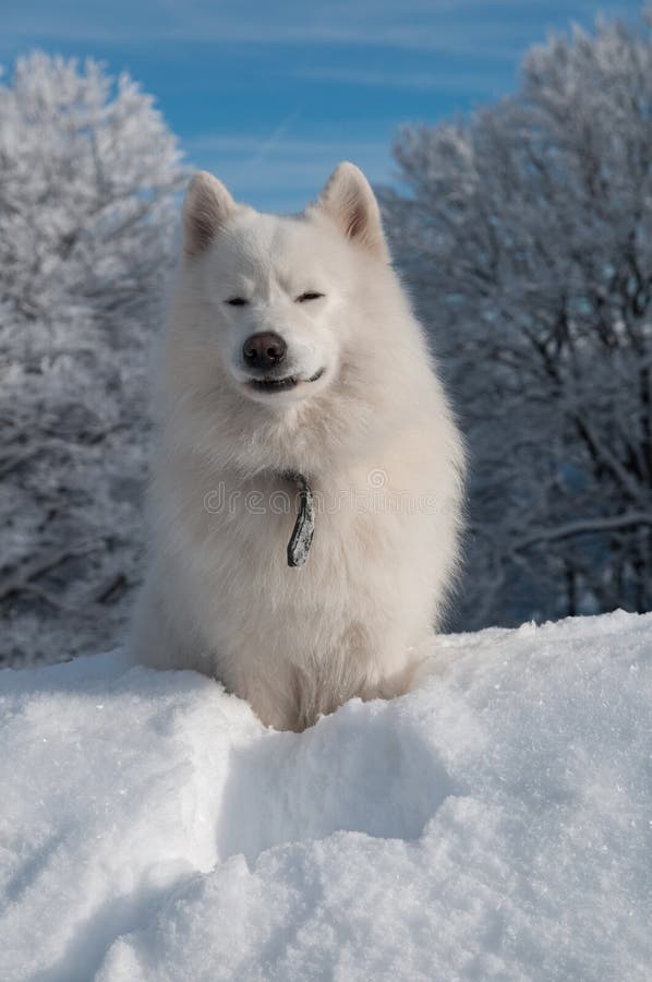 Samoyed Dog in Winter Forest Stock Photo - Image of winter, friend ...