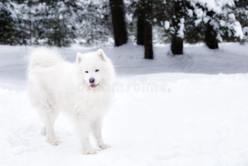 Samoyed Dog in Winter Forest. Portrait of a Dog in the Winter Forest ...