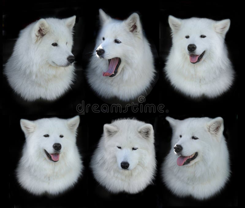 Face of sad samoyed dog stock image. Image of rest, alert - 36472419