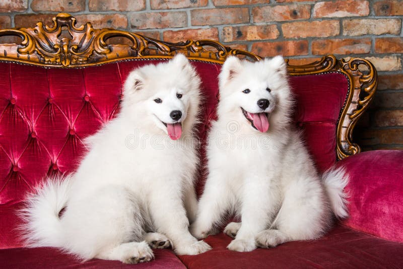 Samoyed Dogs on the Red Luxury Couch Stock Image - Image of little ...