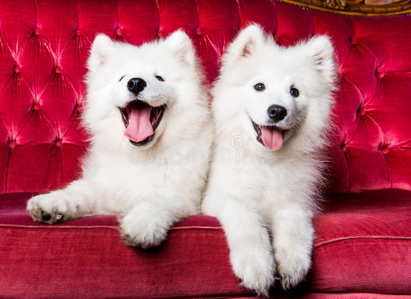Samoyed Dogs on the Red Luxury Couch Stock Image - Image of kennel ...