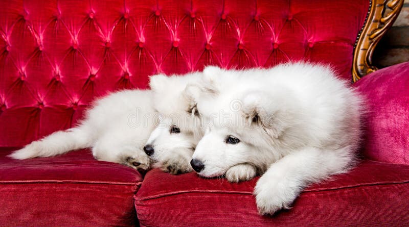 Samoyed Dogs on the Red Luxury Couch Stock Image - Image of intelligent ...