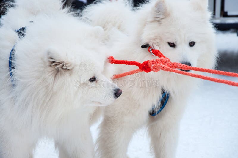 Samoyed dogs stock image. Image of recreation, race, pets - 50028161