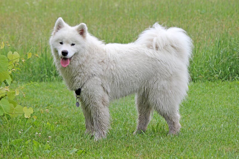 Samoyed in a Field stock image. Image of pedigree, field - 55809567
