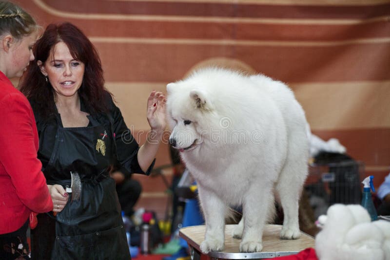 Handler and His Samoyed Dog Editorial Image - Image of shop, puppy ...