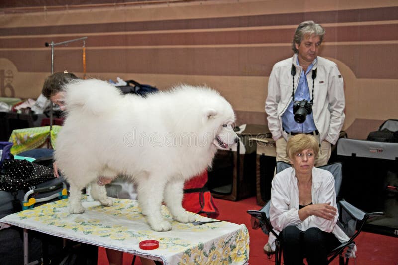 Handler and His Samoyed Dog Editorial Photo - Image of play, purebred ...
