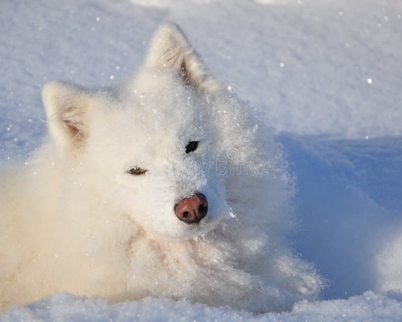 Samoyed lying in the snow stock photo. Image of closeup - 23765602