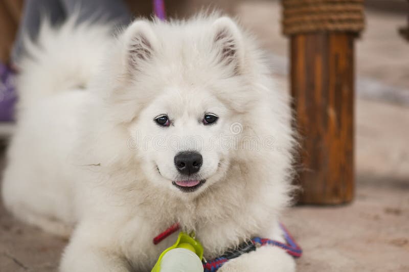 Samoyed stock image. Image of look, laughing, smile, mammals - 44559595