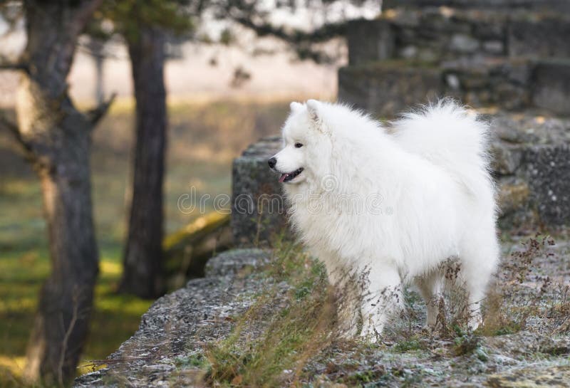 Samoyed in the old town stock image. Image of listening - 36790619