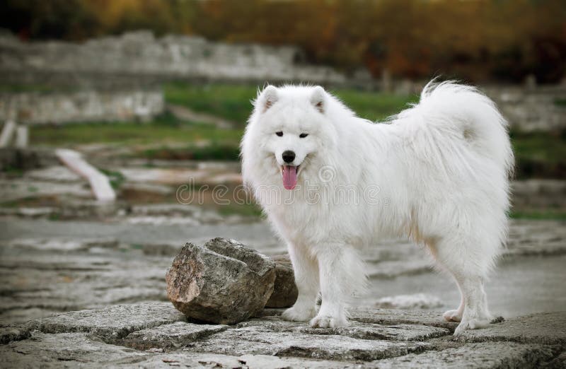 Grey samoyed stock image. Image of look, adorable, grooming - 7295693