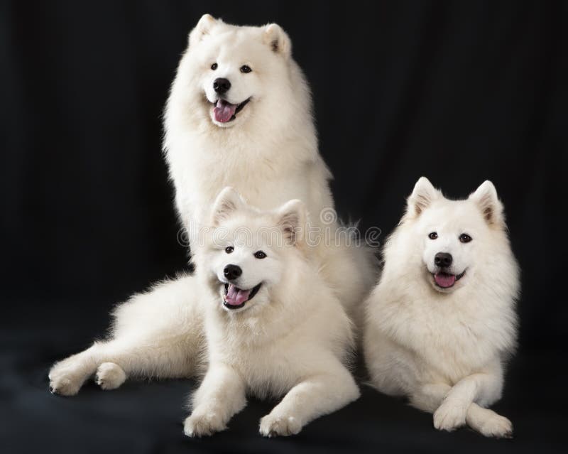 Samoyed pies obraz stock. Obraz złożonej z kołnierz, kieł - 28017301