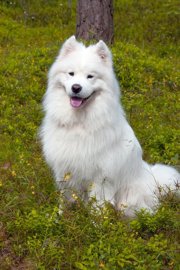 Samoyed pies w drewnie zdjęcie stock. Obraz złożonej z natura - 56104568
