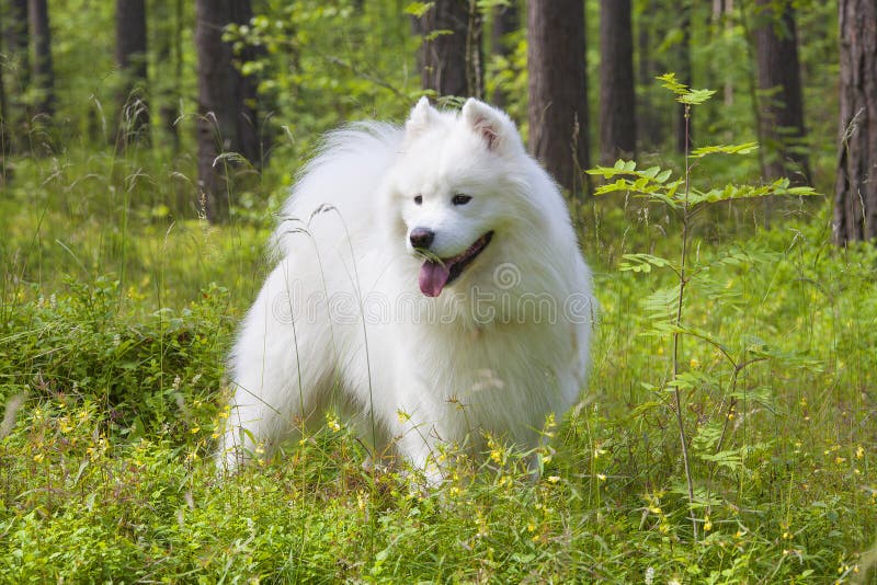 Samoyed pies w drewnie zdjęcie stock. Obraz złożonej z natura - 56104568