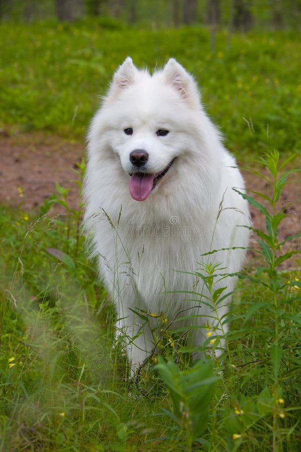 Samoyed pies w drewnie zdjęcie stock. Obraz złożonej z natura - 56104568
