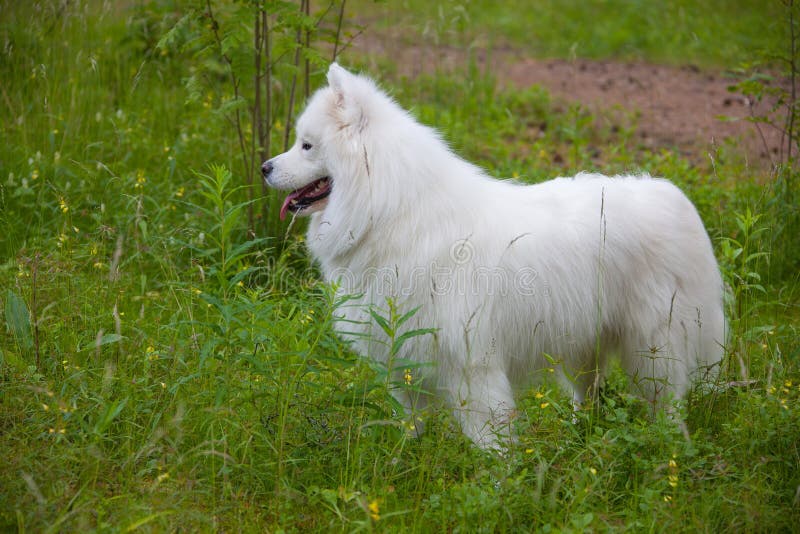 Samoyed pies w drewnie zdjęcie stock. Obraz złożonej z natura - 56104568