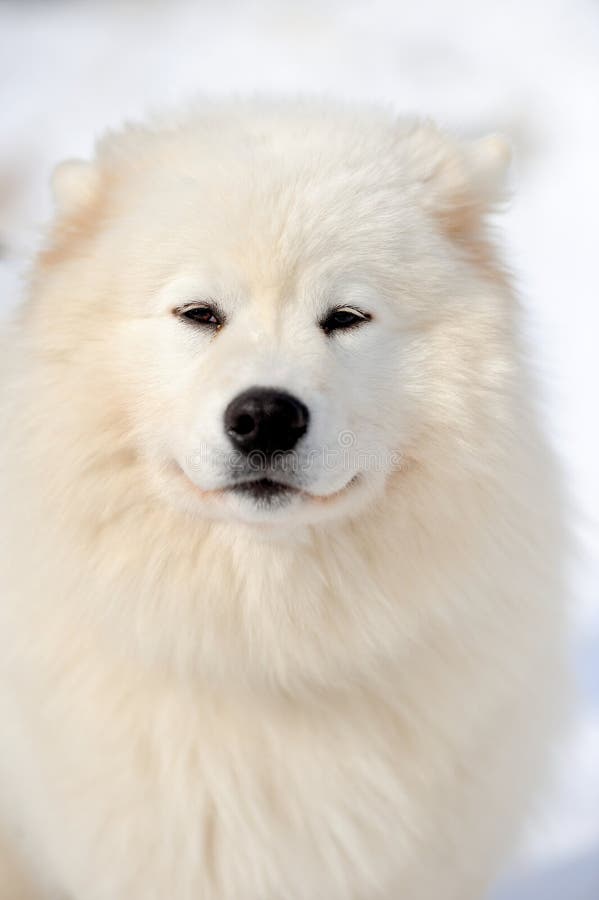 Samoyed portrait stock image. Image of education, garden - 33735563